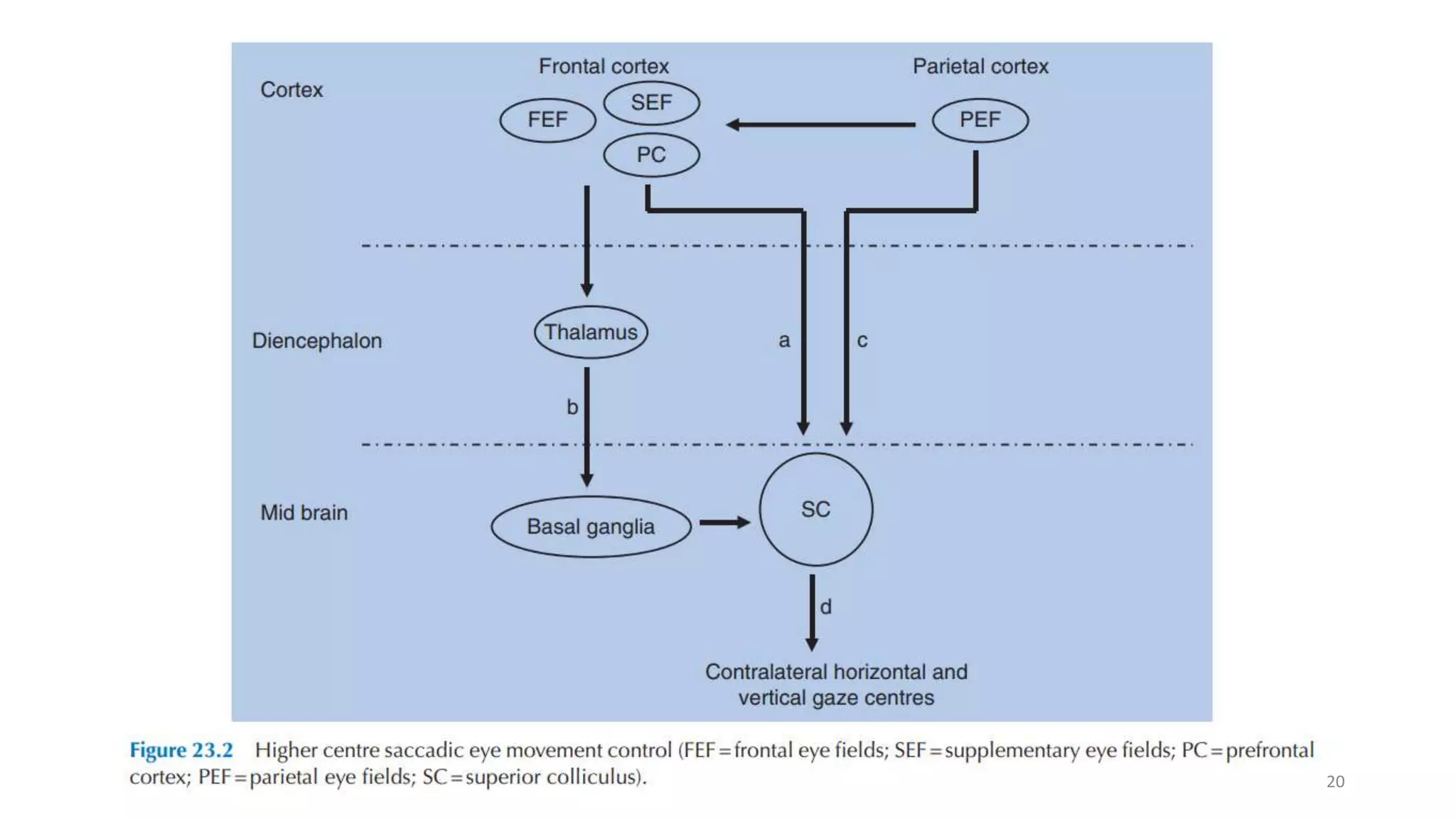 supranuclear control of eye movement | PPTX