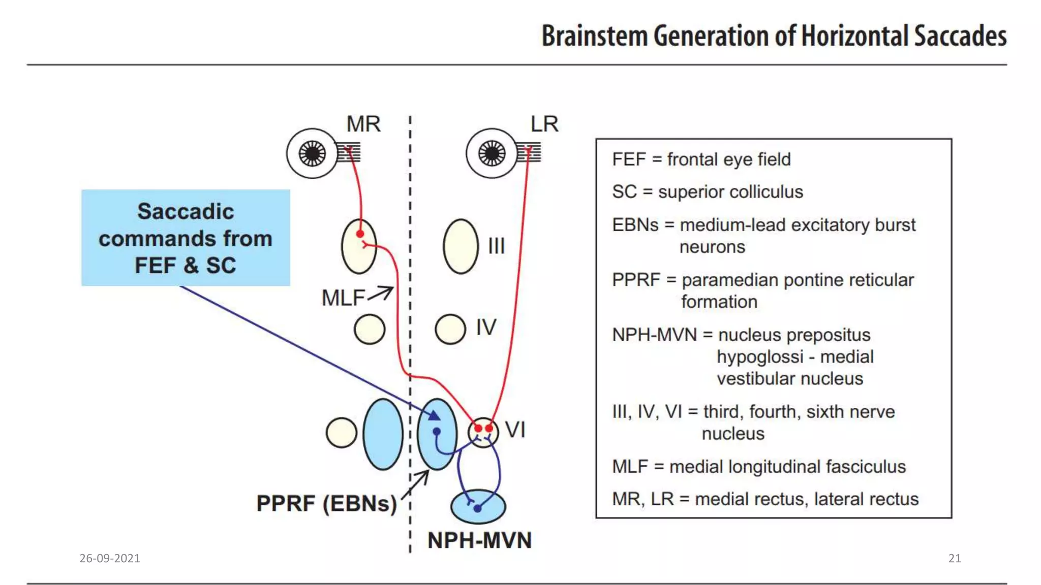 supranuclear control of eye movement | PPTX