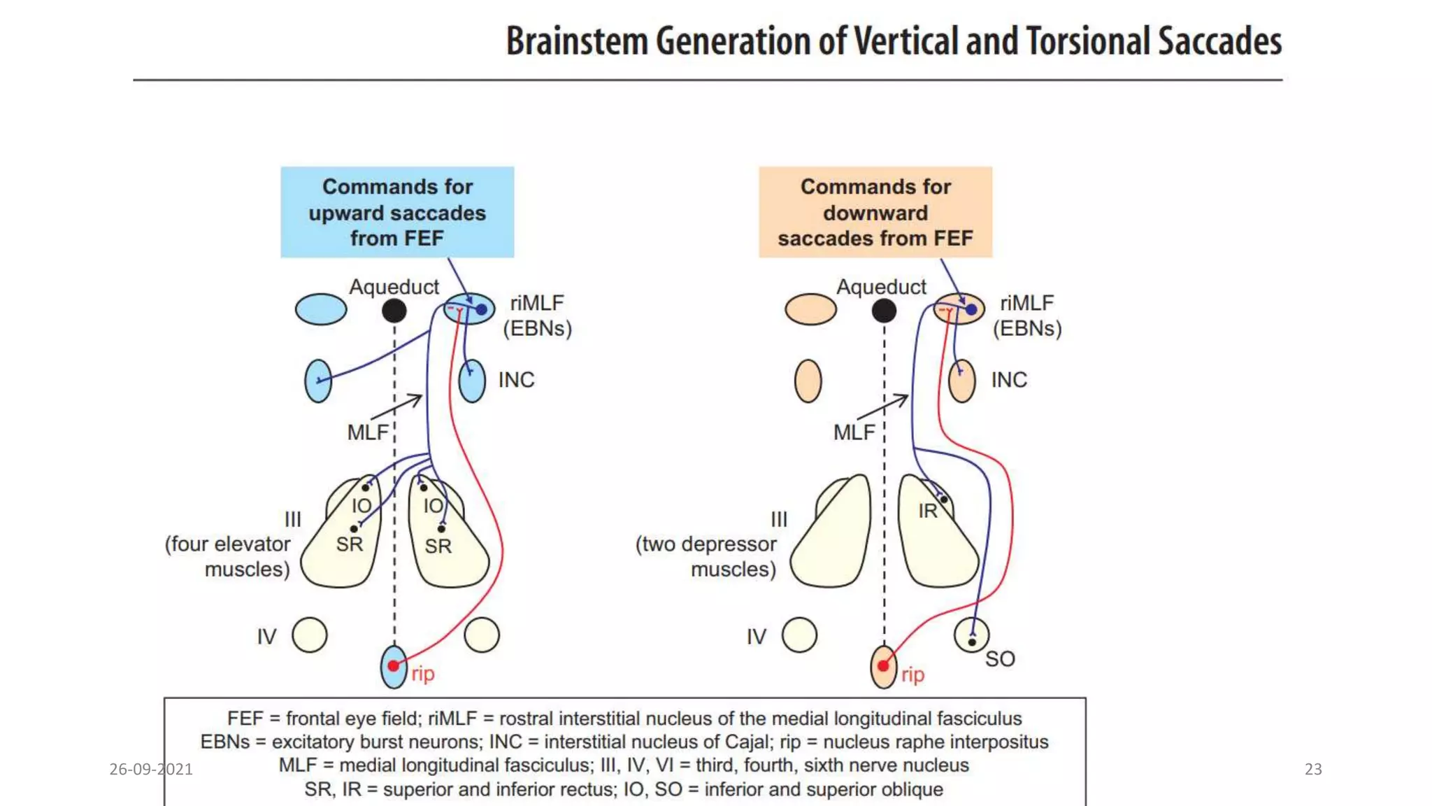 supranuclear control of eye movement | PPTX