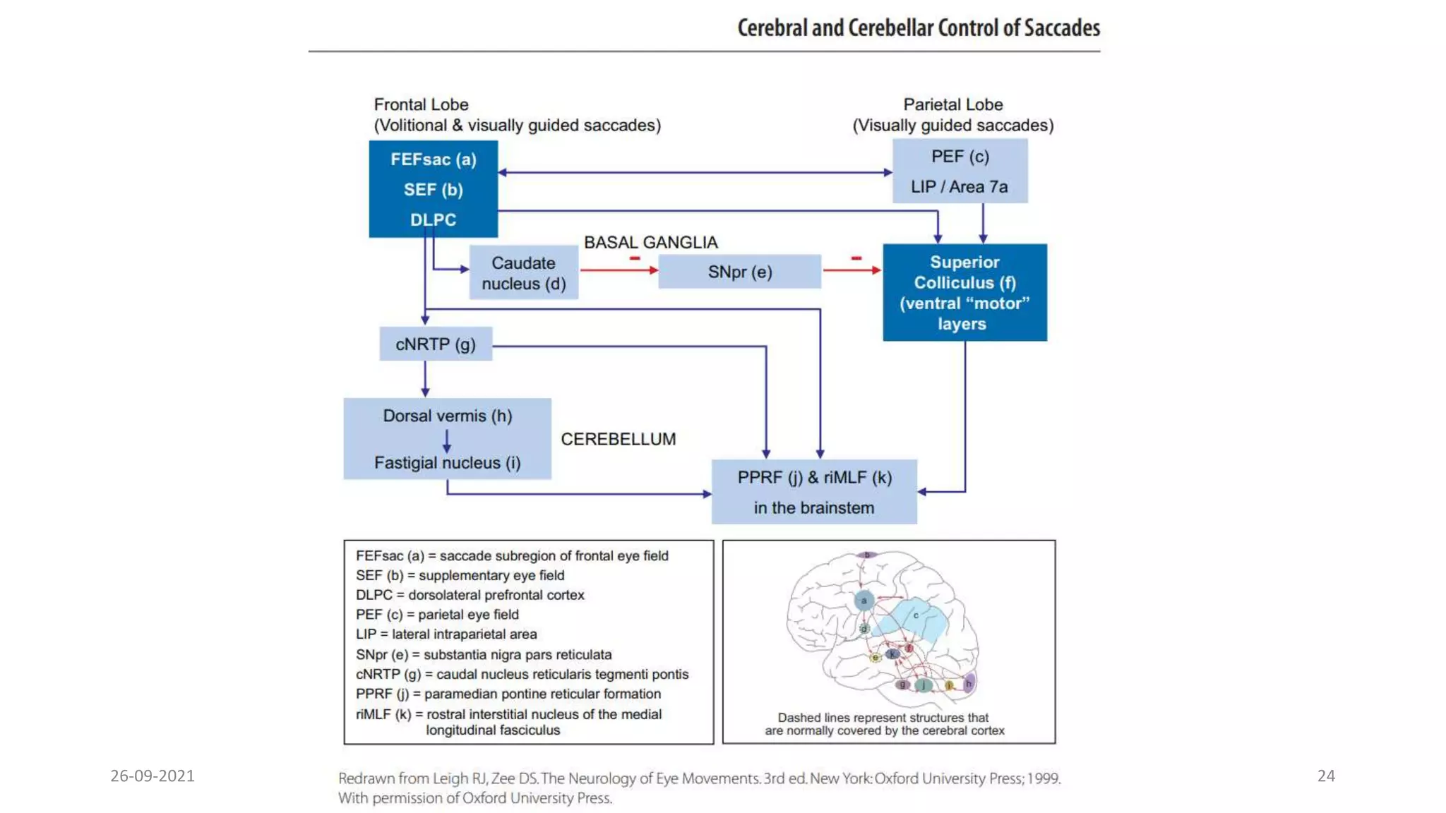 supranuclear control of eye movement | PPTX