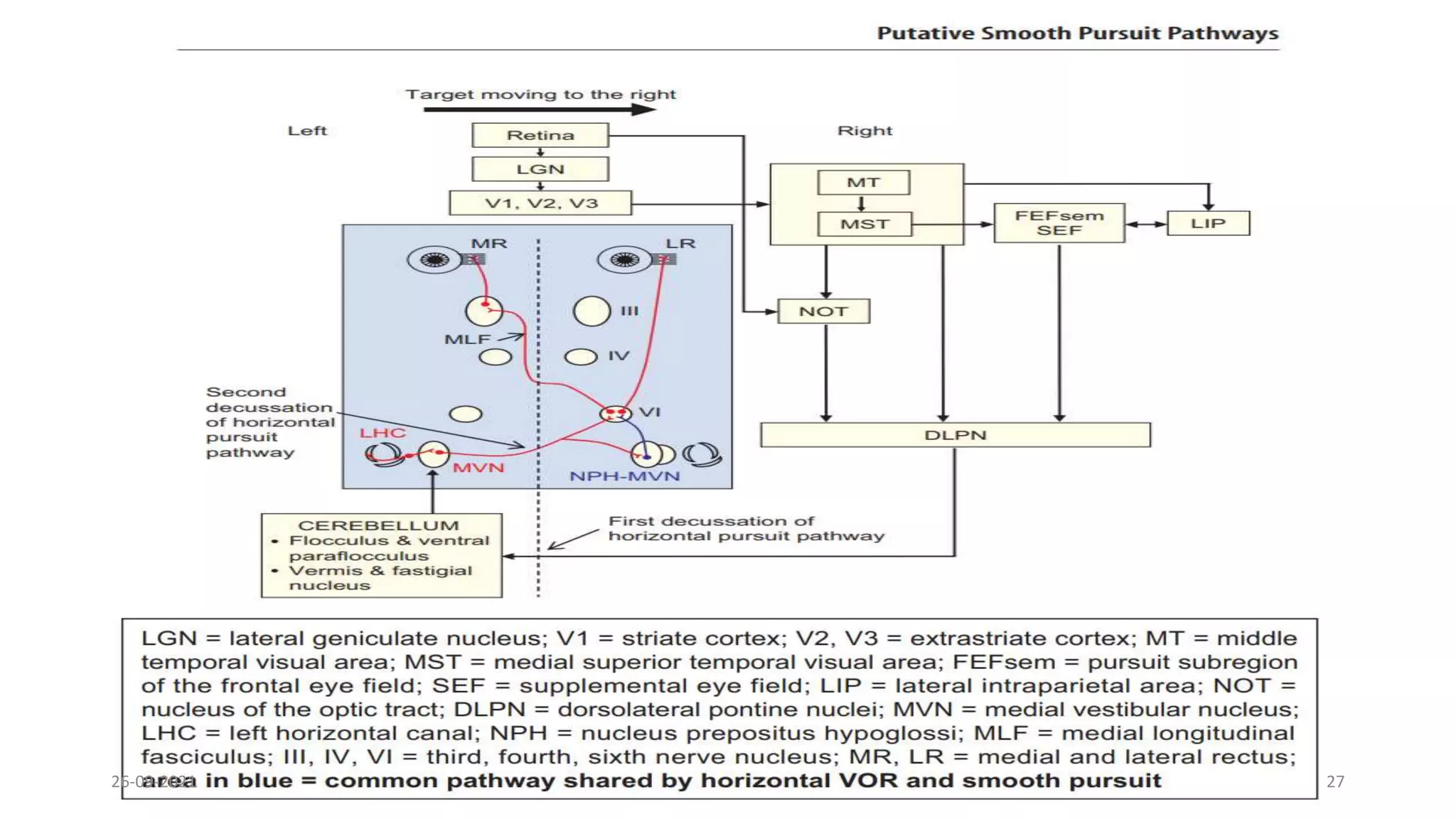 supranuclear control of eye movement | PPTX
