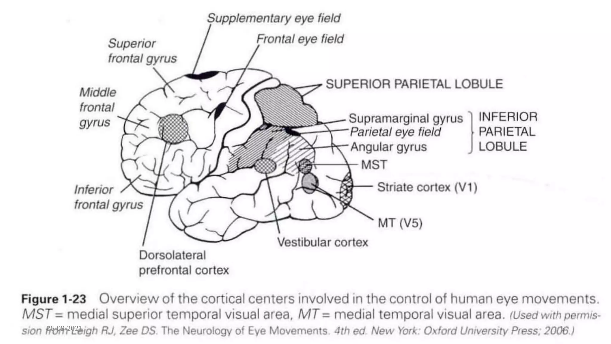 supranuclear control of eye movement | PPTX
