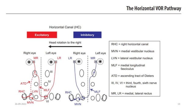 supranuclear control of eye movement | PPTX