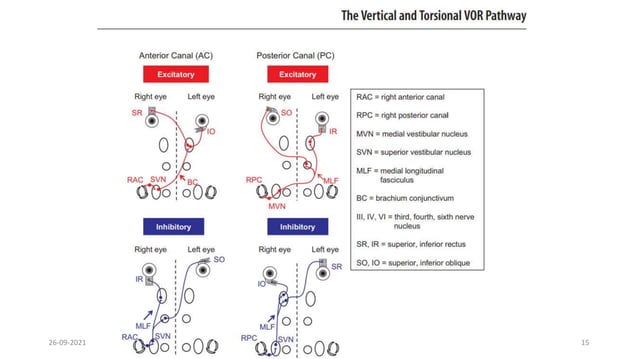 supranuclear control of eye movement | PPTX