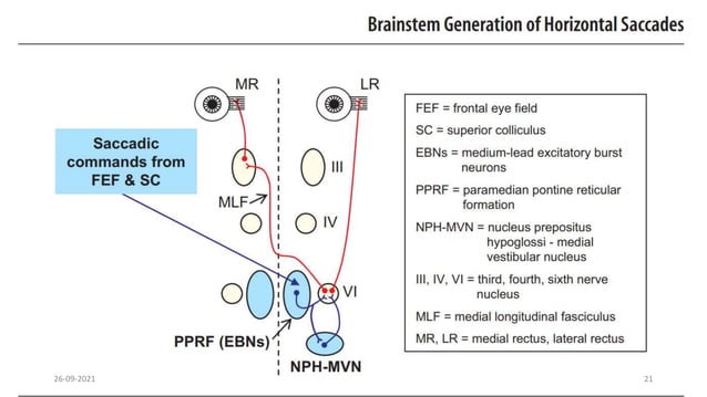 supranuclear control of eye movement | PPTX