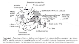 supranuclear control of eye movement | PPTX