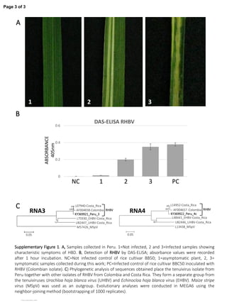 Ocurrence and molecular detection of rice hoja blanca virus (genus ...