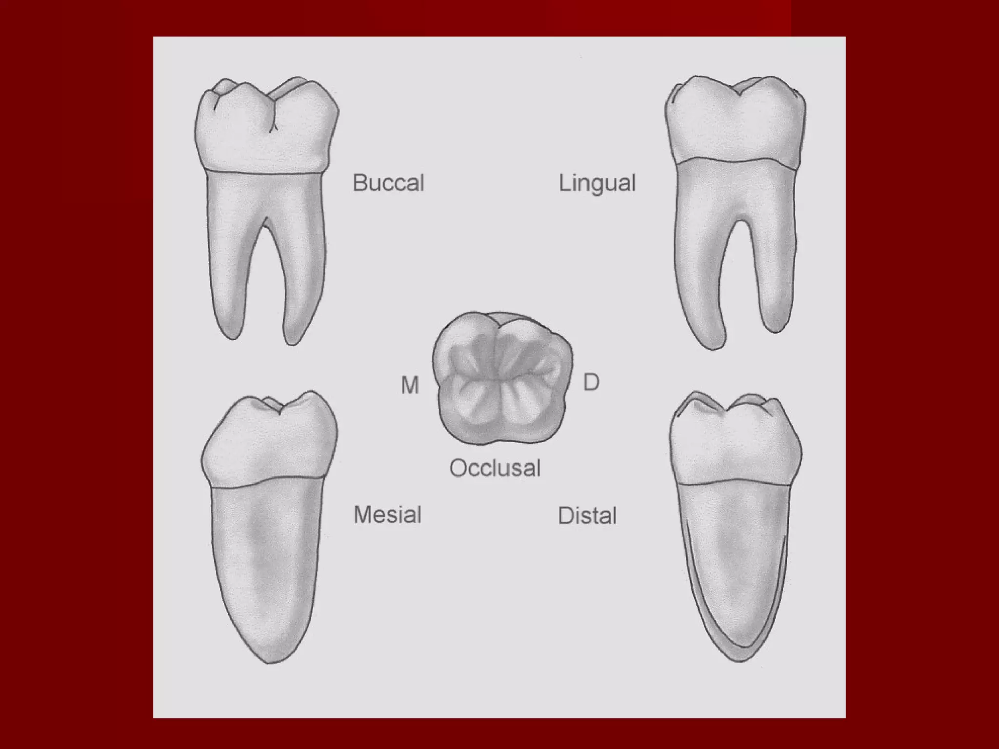 2 mandibular molars future | PPT | Dental Health | Diseases and Conditions