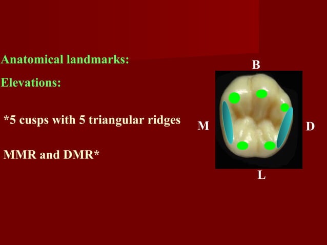 2 mandibular molars future | PPT | Dental Health | Diseases and Conditions