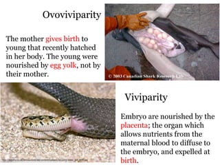Ocw [animal reproduction] | PPT