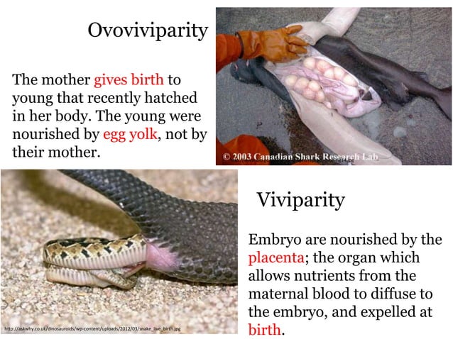 Ocw [animal reproduction] | PPT