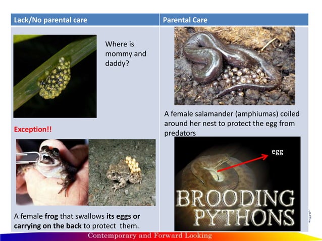 Ocw [animal reproduction] | PPT