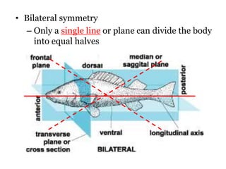 Ocw [taxonomy and identification] | PPTX