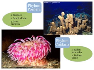 Ocw [taxonomy and identification] | PPTX