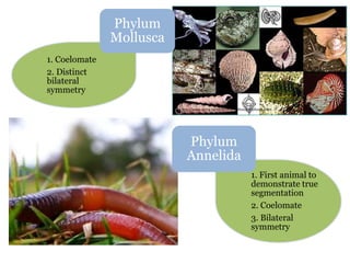 Ocw [taxonomy and identification] | PPTX