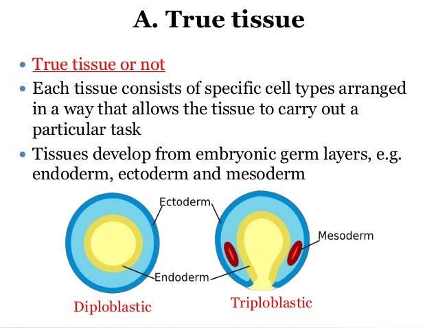 Ocw [taxonomy and identification]