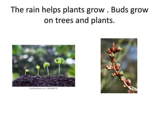 THE FOUR SEASONS GRADE 1 | PPTX