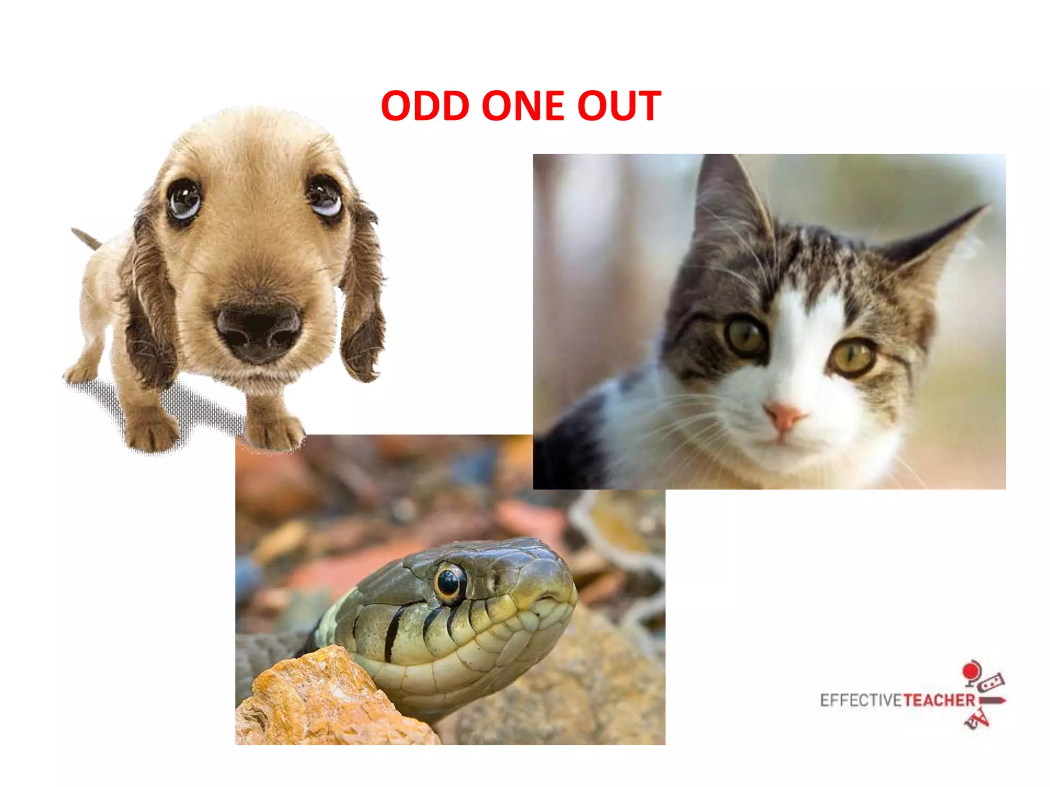 Odd one out ppt | PPTX