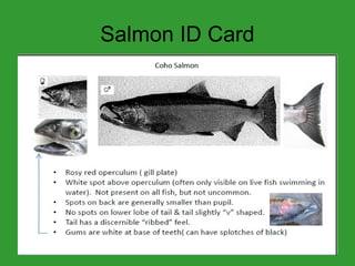 Fish Identification | PPT