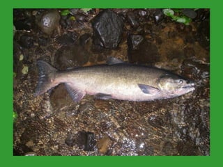 Fish Identification | PPT