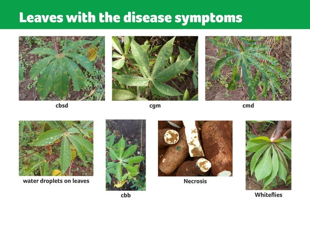 Odk survey presentation | PPT