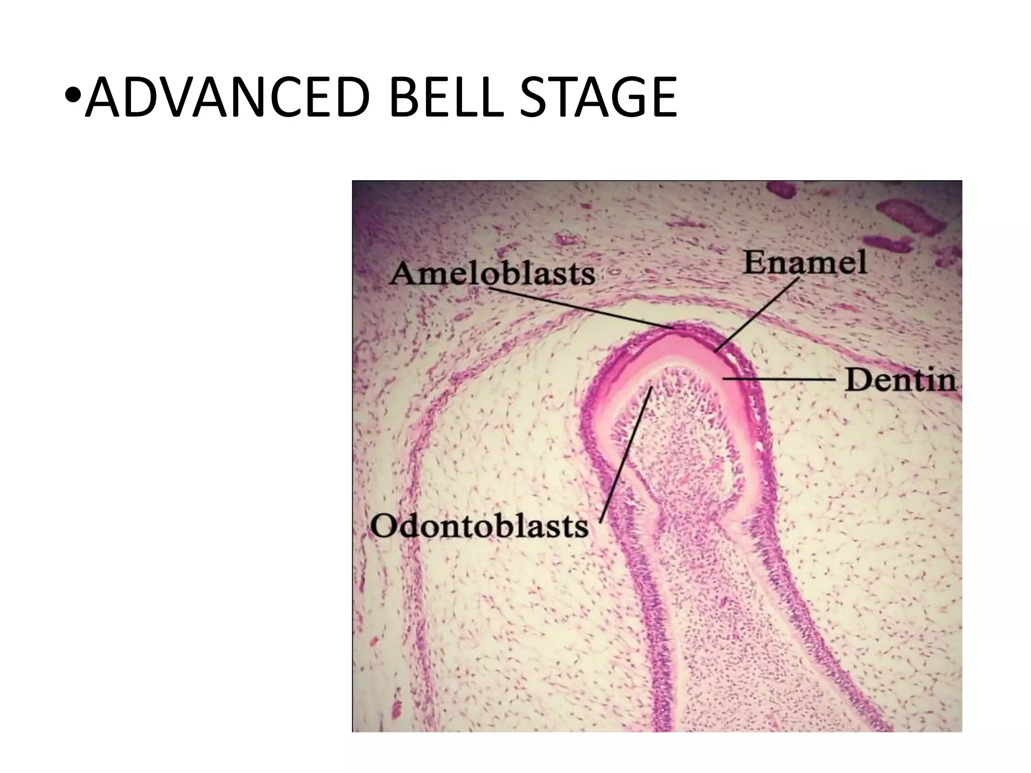 ODONTOBLAST | PPTX
