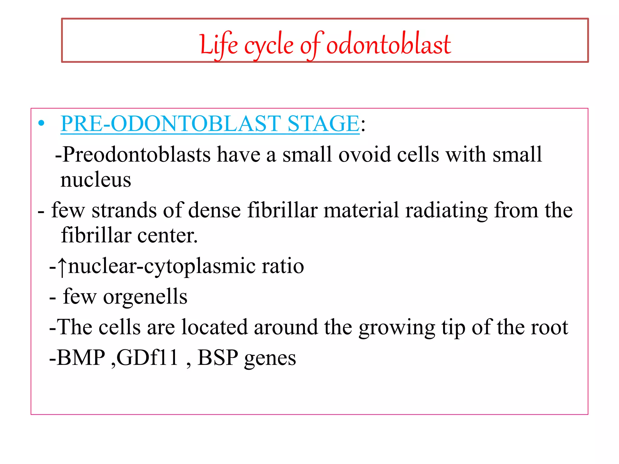 ODONTOBLAST | PPTX
