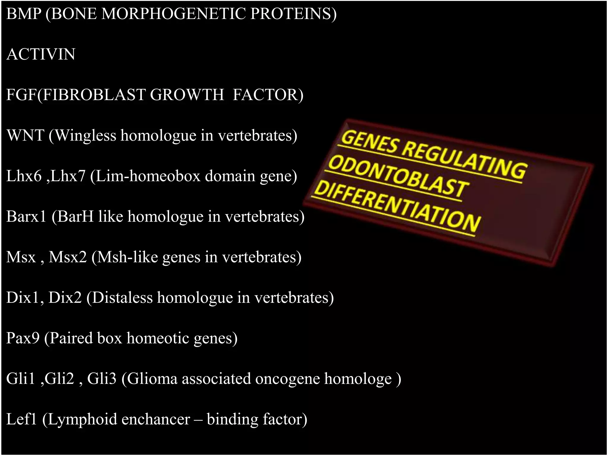 Odontoblast Pptx
