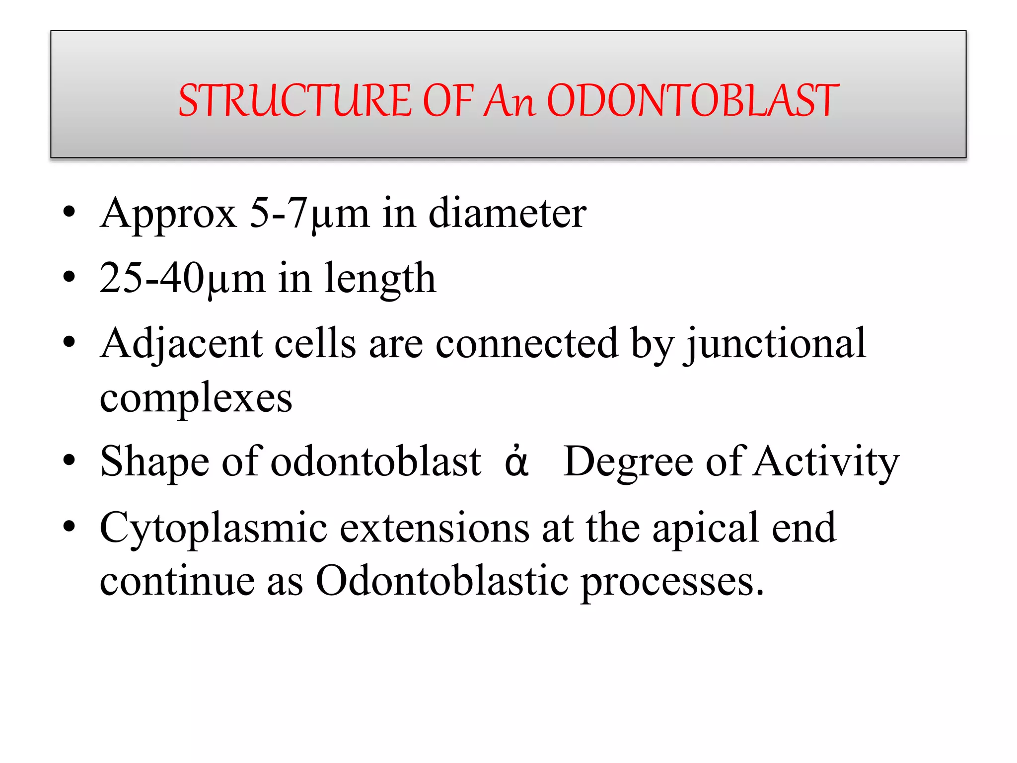 ODONTOBLAST | PPTX