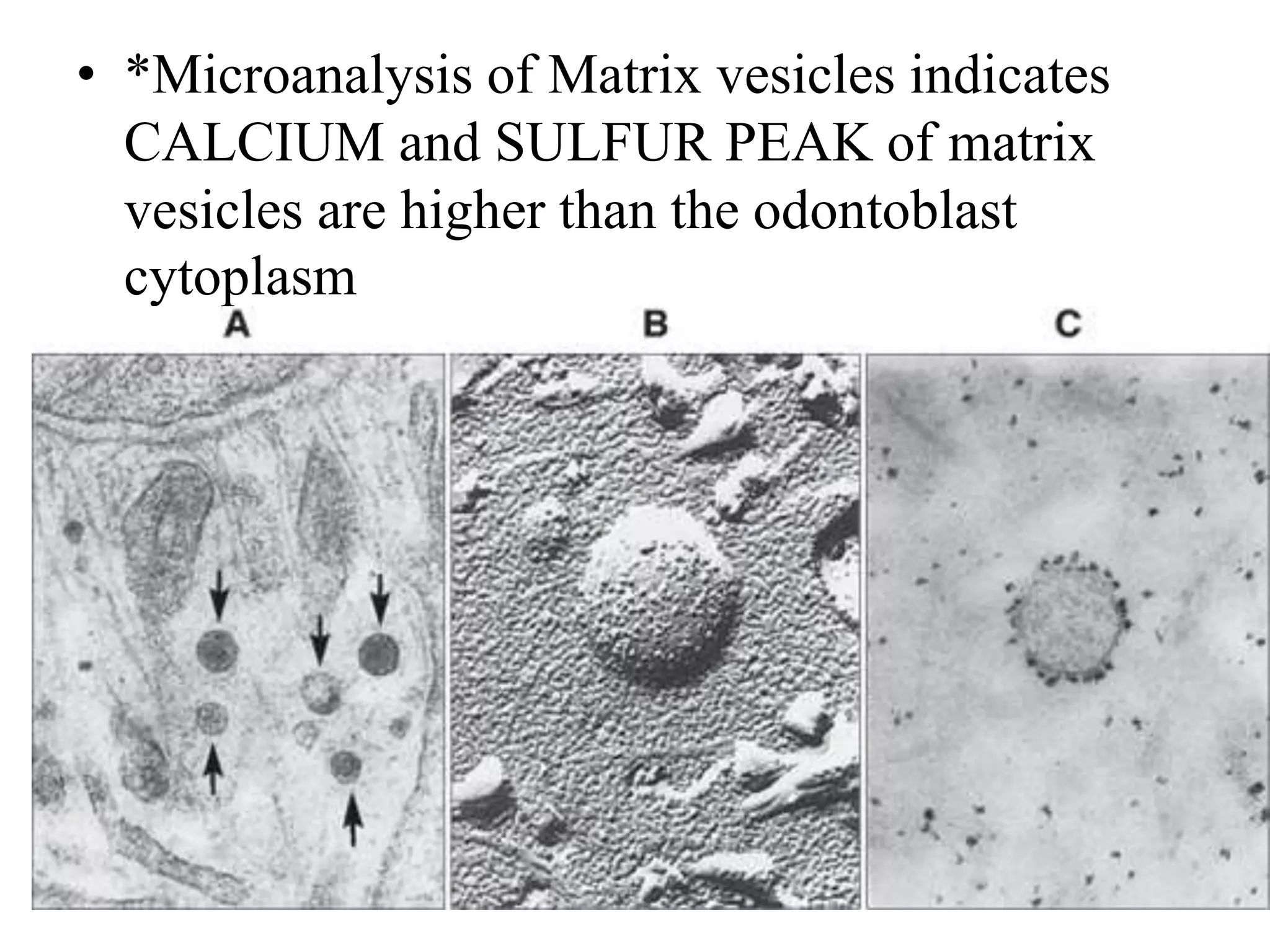 Odontoblast Pptx