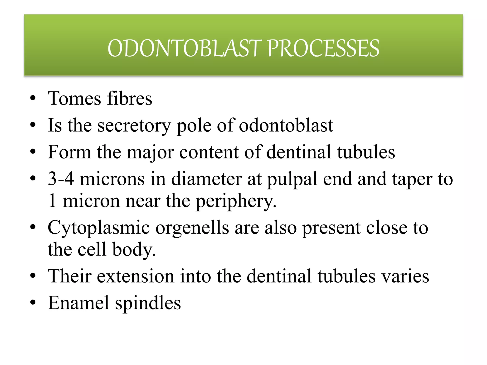 ODONTOBLAST | PPTX