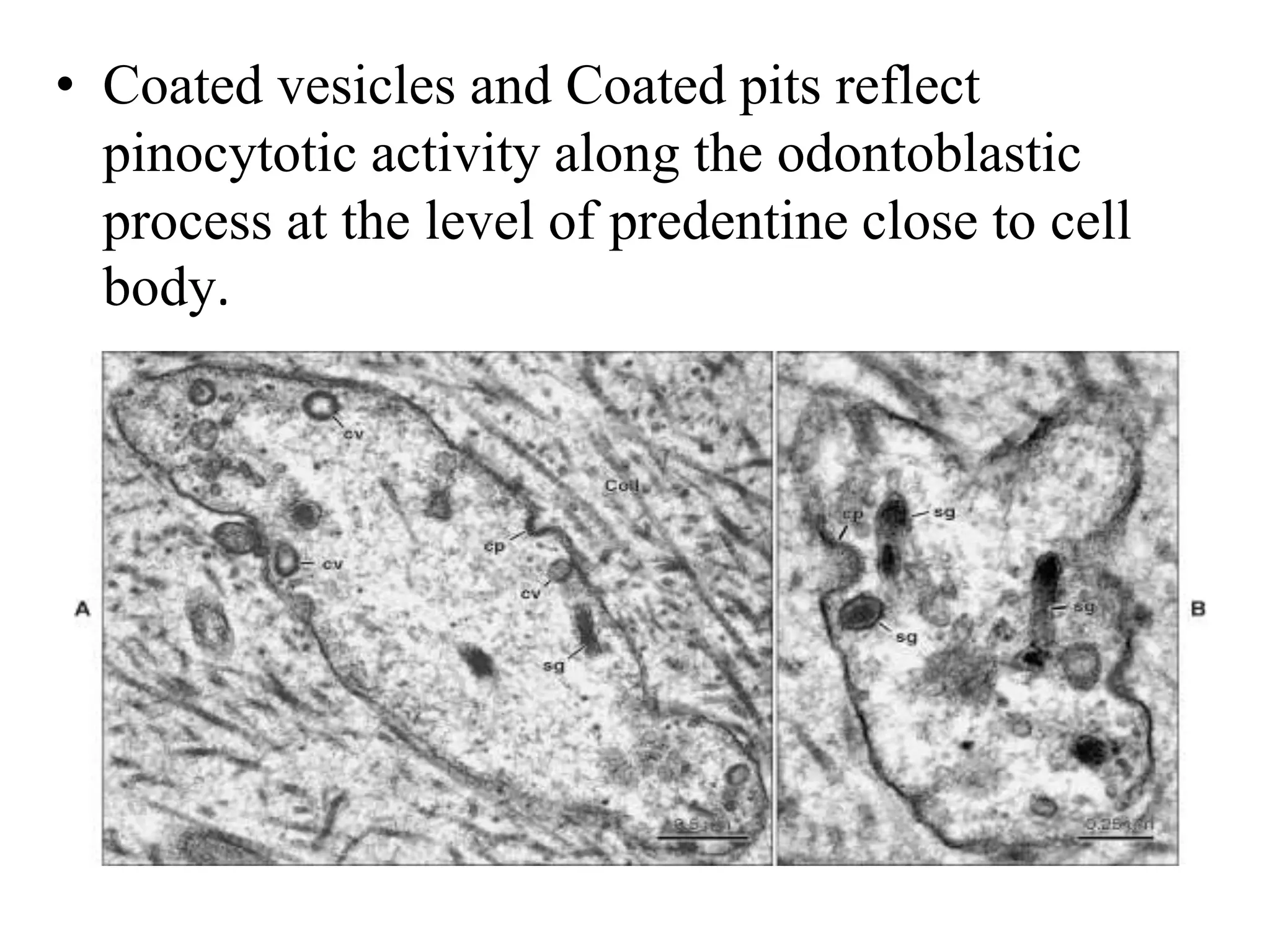 Odontoblast Pptx