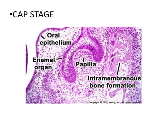ODONTOBLAST | PPTX