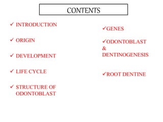ODONTOBLAST | PPTX