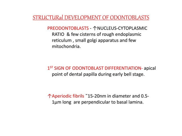Odontoblast Pptx