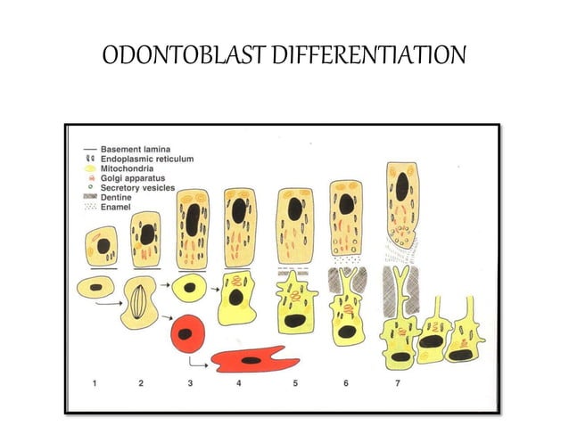 ODONTOBLAST | PPTX