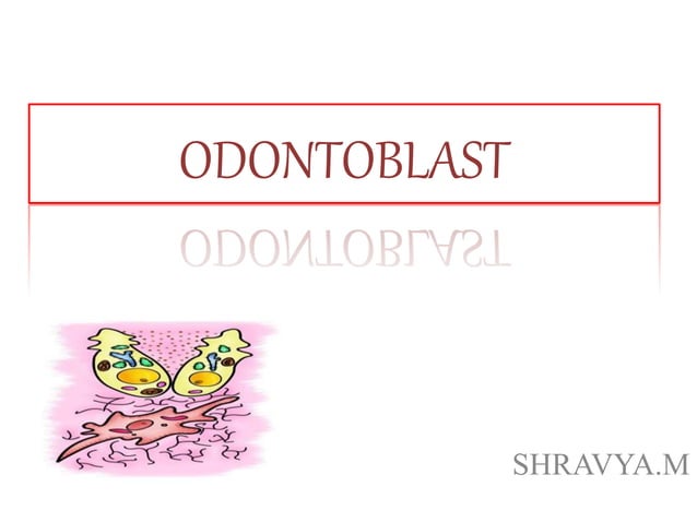 Odontoblast Ppt