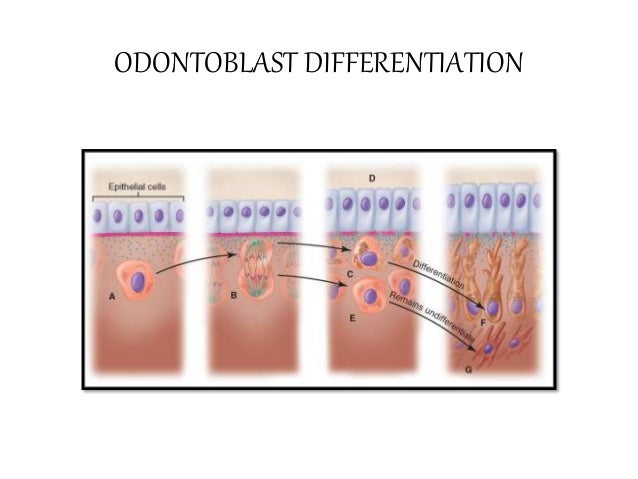 ODONTOBLAST