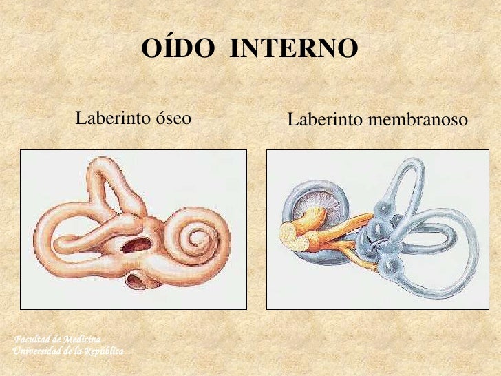 Oído