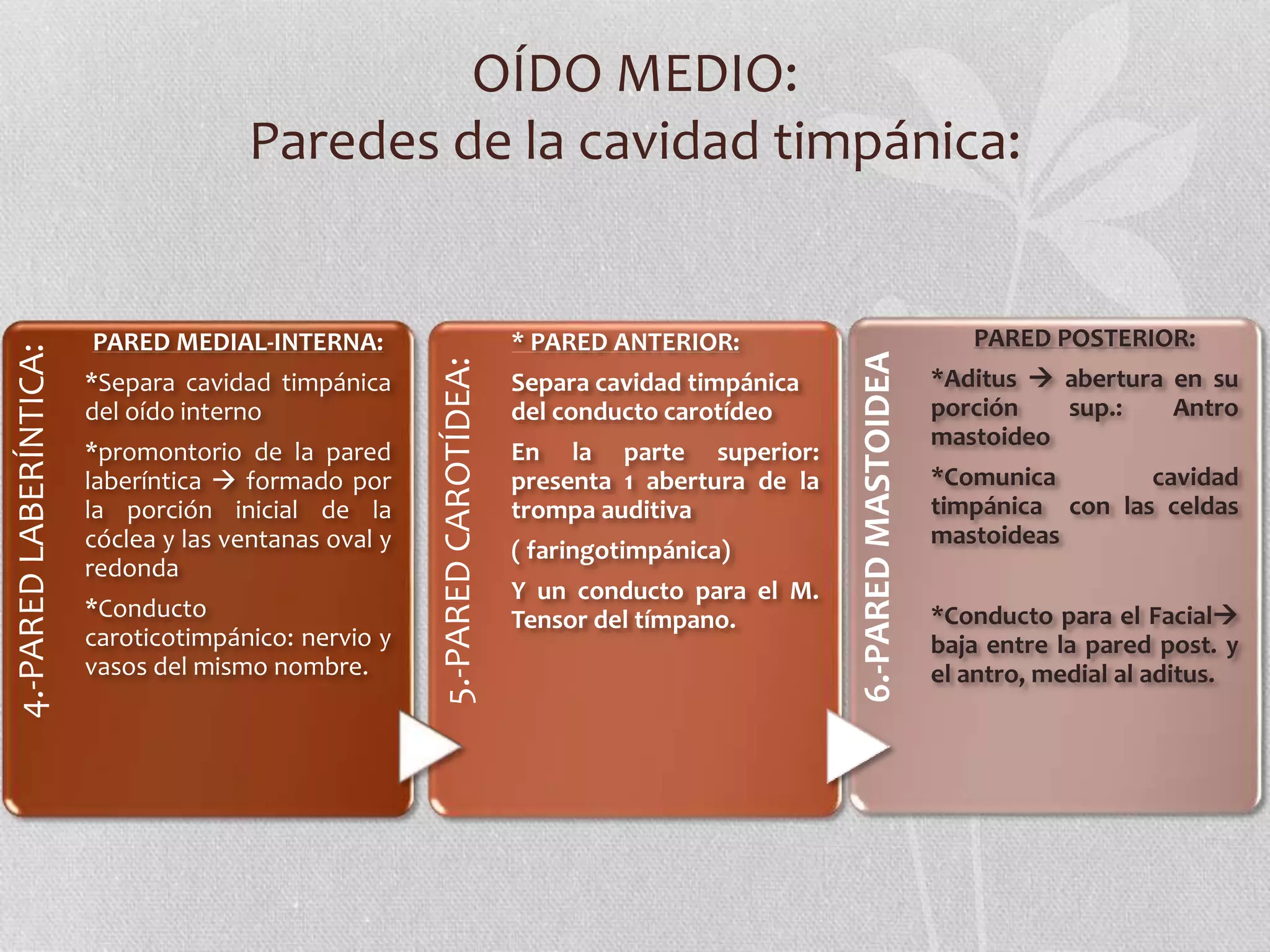 Oído medio anatomía y fisiología | PPTX
