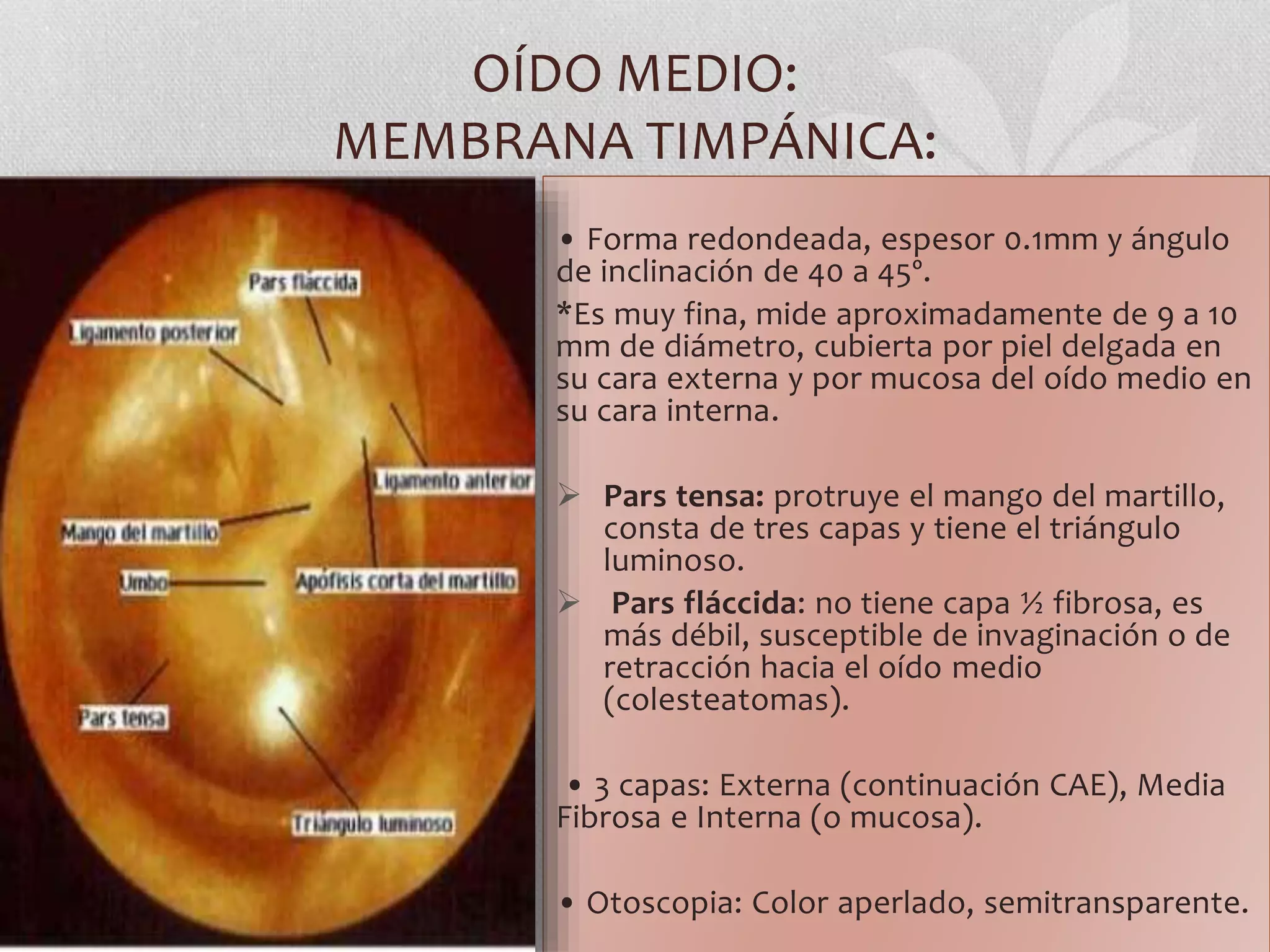 Oído medio anatomía y fisiología | PPTX