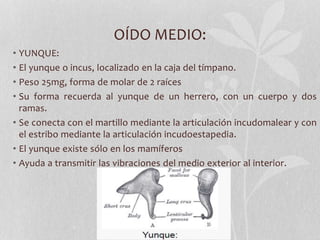 Oído medio anatomía y fisiología | PPTX