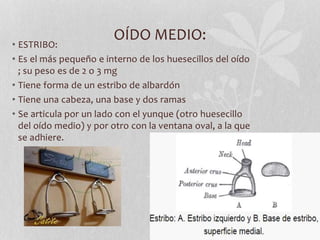 Oído medio anatomía y fisiología | PPTX