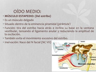 Oído medio anatomía y fisiología | PPTX