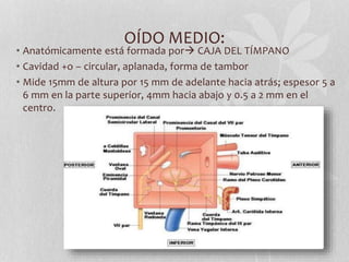 Oído medio anatomía y fisiología | PPTX
