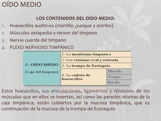 Oído medio anatomía y fisiología | PPTX