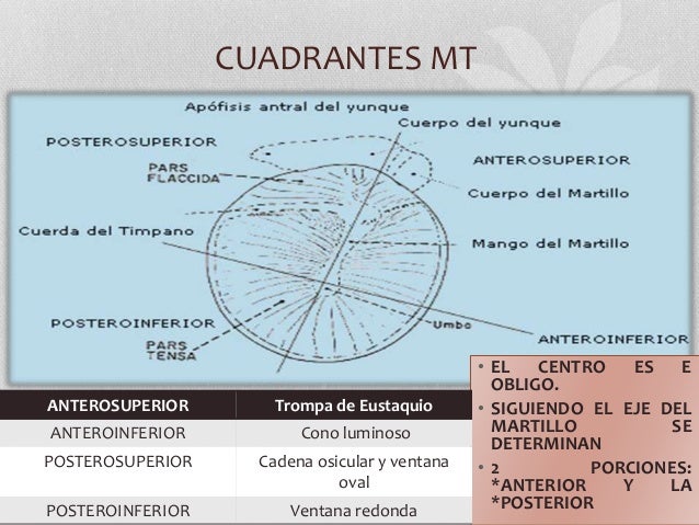Oído medio anatomía y fisiología