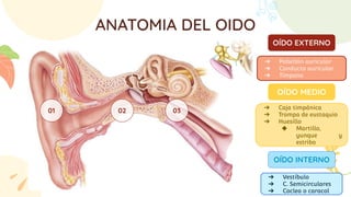 OÍDO MEDIO E INTERNO- OTORRINOLOGIA, ANATOMIA | PDF