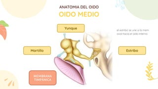 OÍDO MEDIO E INTERNO- OTORRINOLOGIA, ANATOMIA | PDF