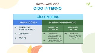 OÍDO MEDIO E INTERNO- OTORRINOLOGIA, ANATOMIA | PDF